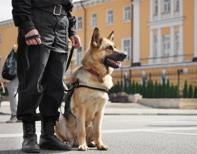 Security Guard Dogs - Best Guard Dogs UK - Total Guard Security