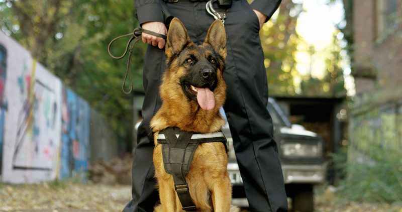 Security Guard Dogs - Best Guard Dogs UK - Total Guard Security
